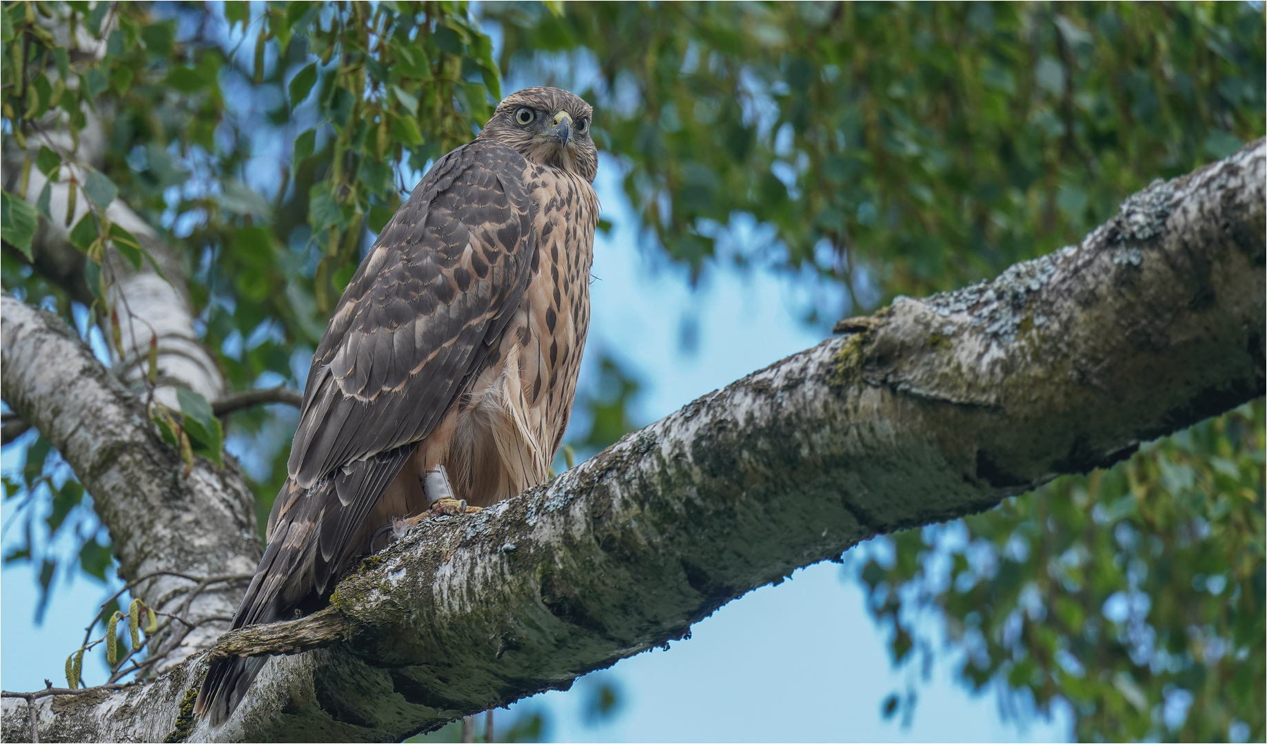 Junger Habicht Foto & Bild | natur, greifvogel, tiere Bilder auf ...