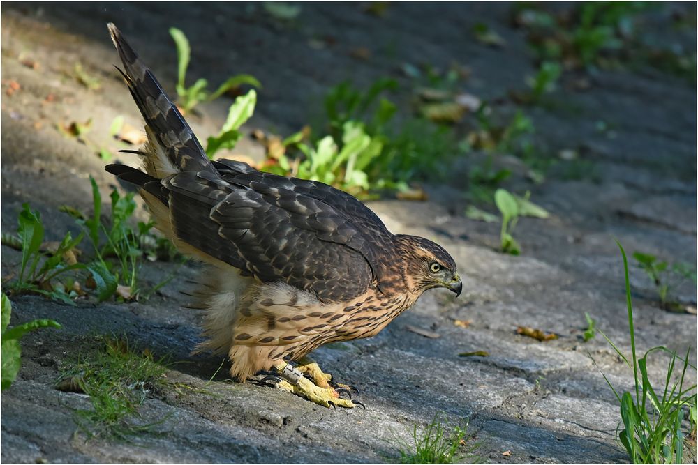 Junger Habicht Foto & Bild | tiere, wildlife, wild lebende vögel Bilder ...