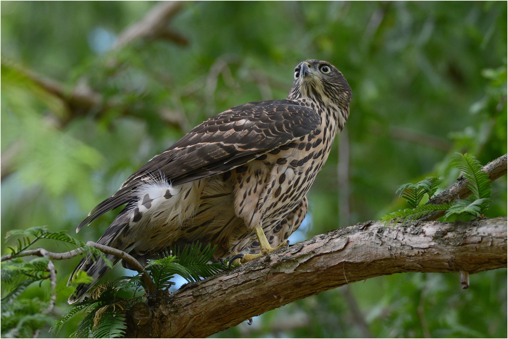 Junger Habicht Foto & Bild | tiere, wildlife, wild lebende vögel Bilder ...