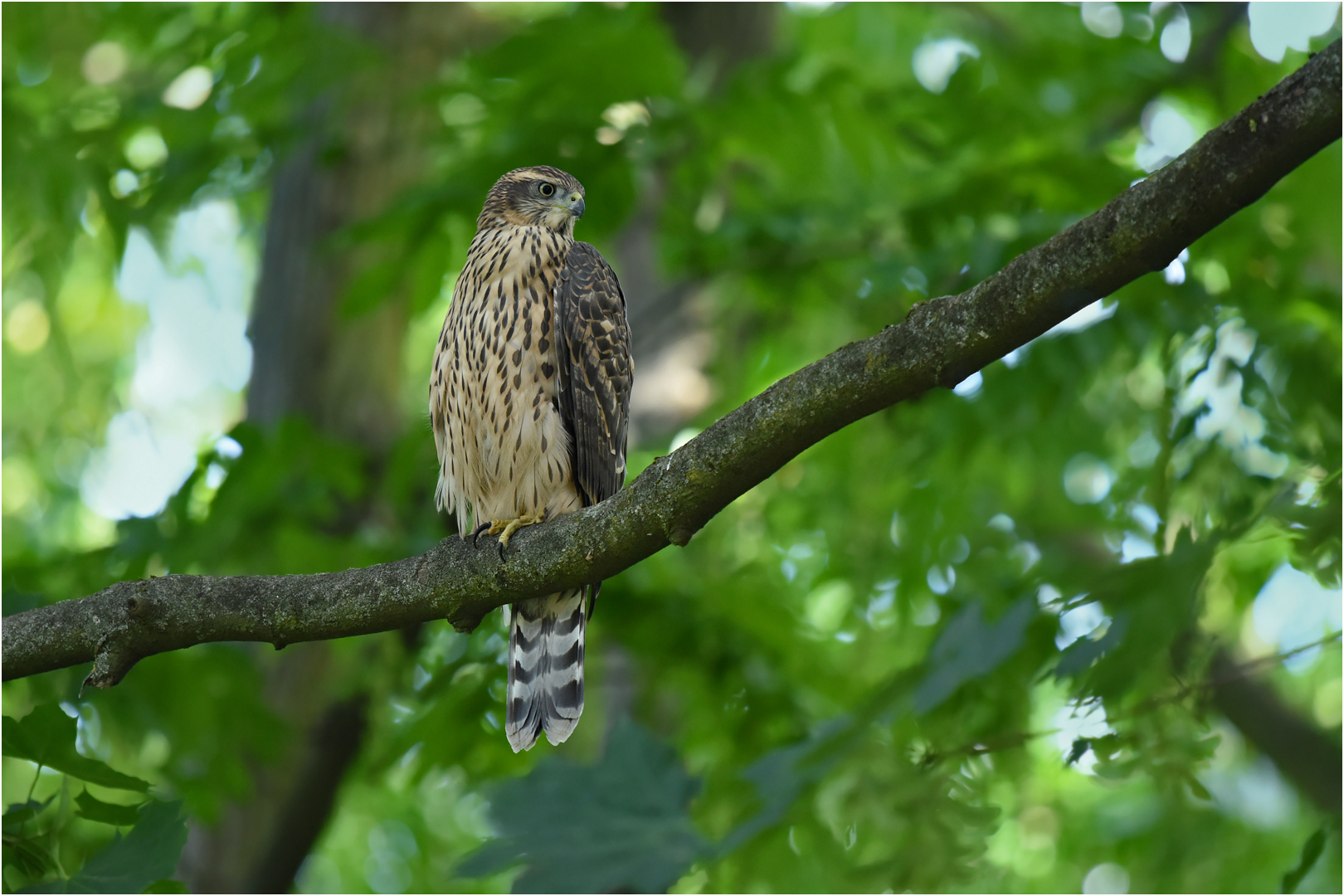 Junger Habicht Foto & Bild | tiere, wildlife, wild lebende vögel Bilder ...