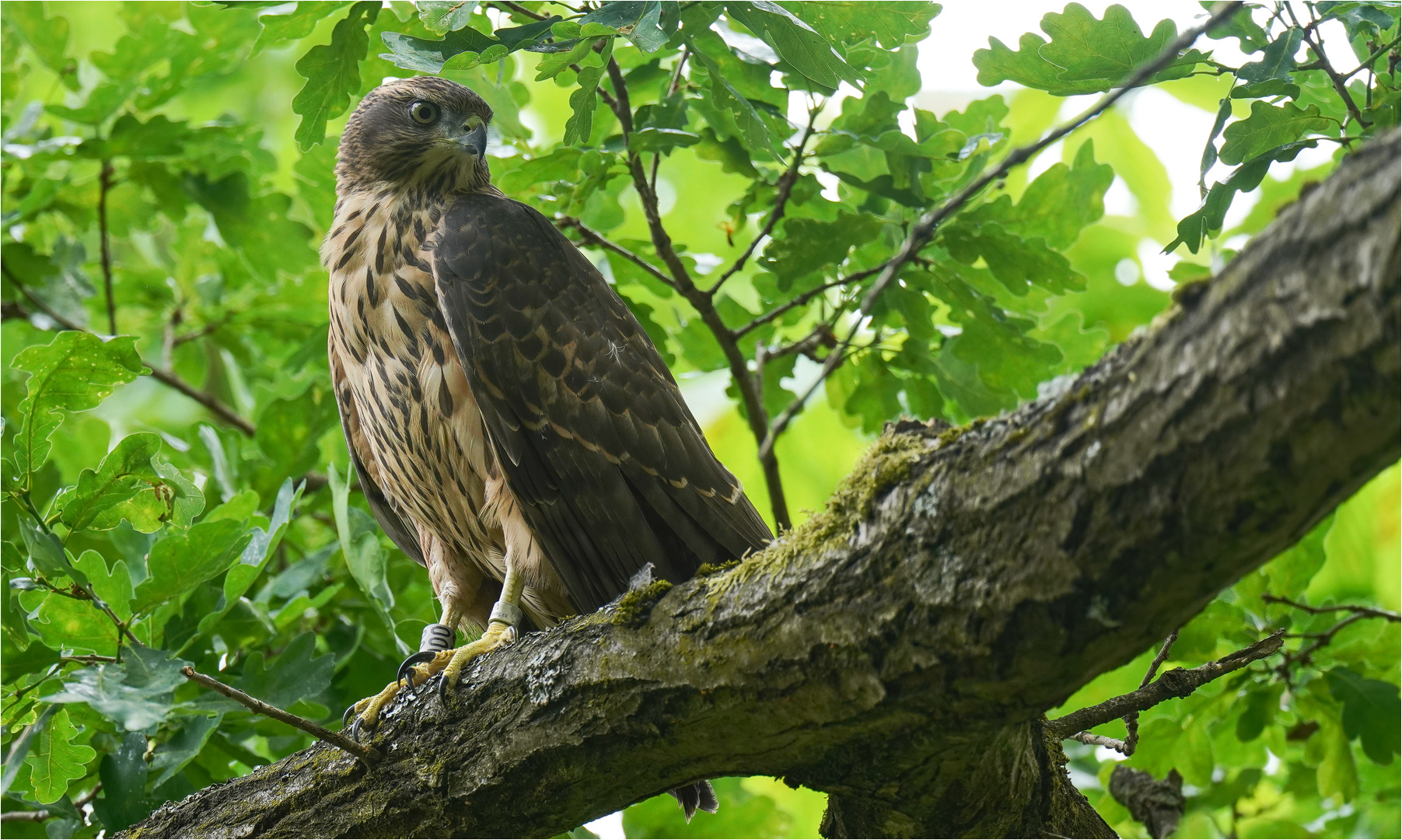 Junger Habicht Foto & Bild | natur, greifvogel, tiere Bilder auf ...