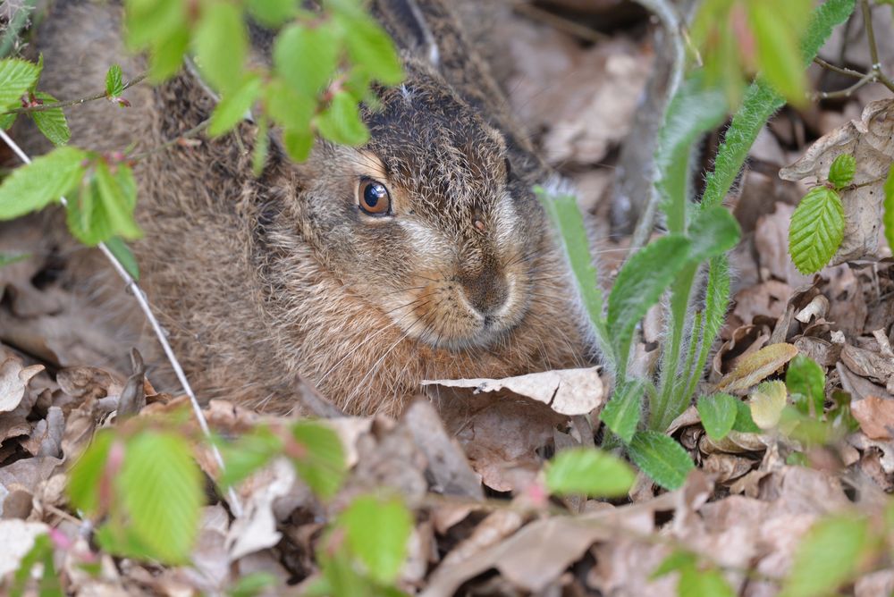 Junger Hase Foto & Bild | tiere, tierkinder, wildlife Bilder auf ...