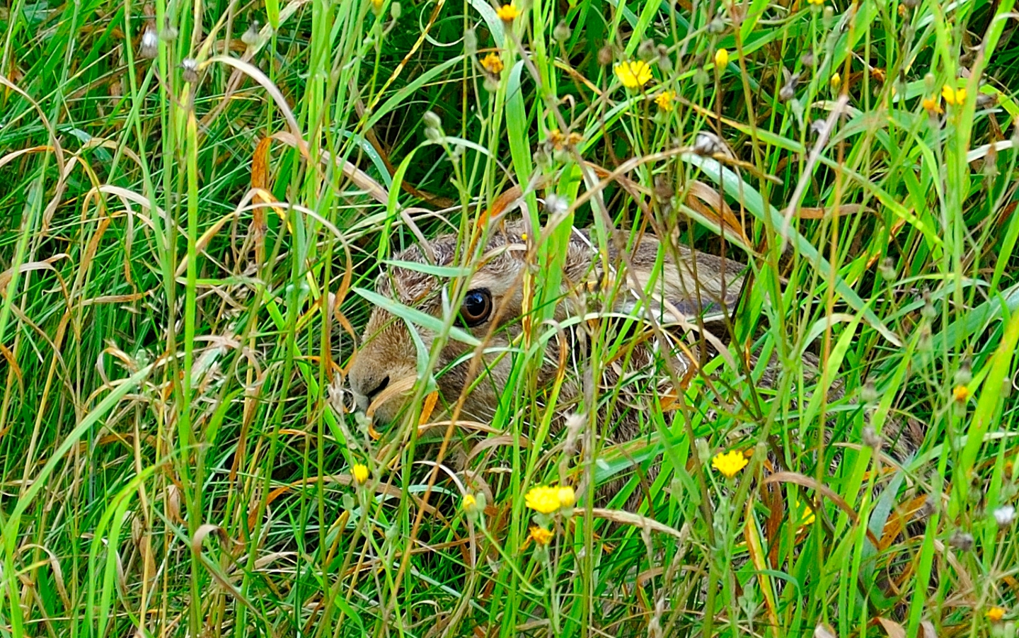 Junger Hase versteckt sich Foto & Bild | tiere, wildlife, säugetiere ...