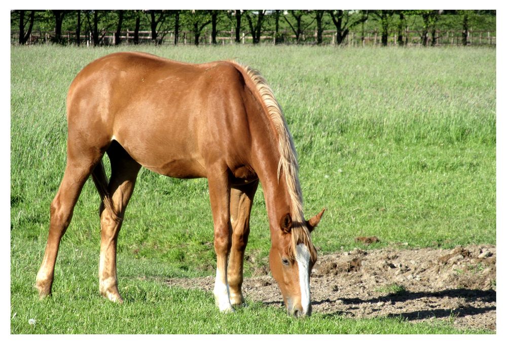 Junger Hengst Foto & Bild | tiere, haustiere, pferde, esel, maultiere ...