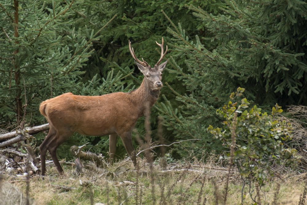 Junger Hirsch Foto & Bild | tiere, wildlife, säugetiere Bilder auf ...