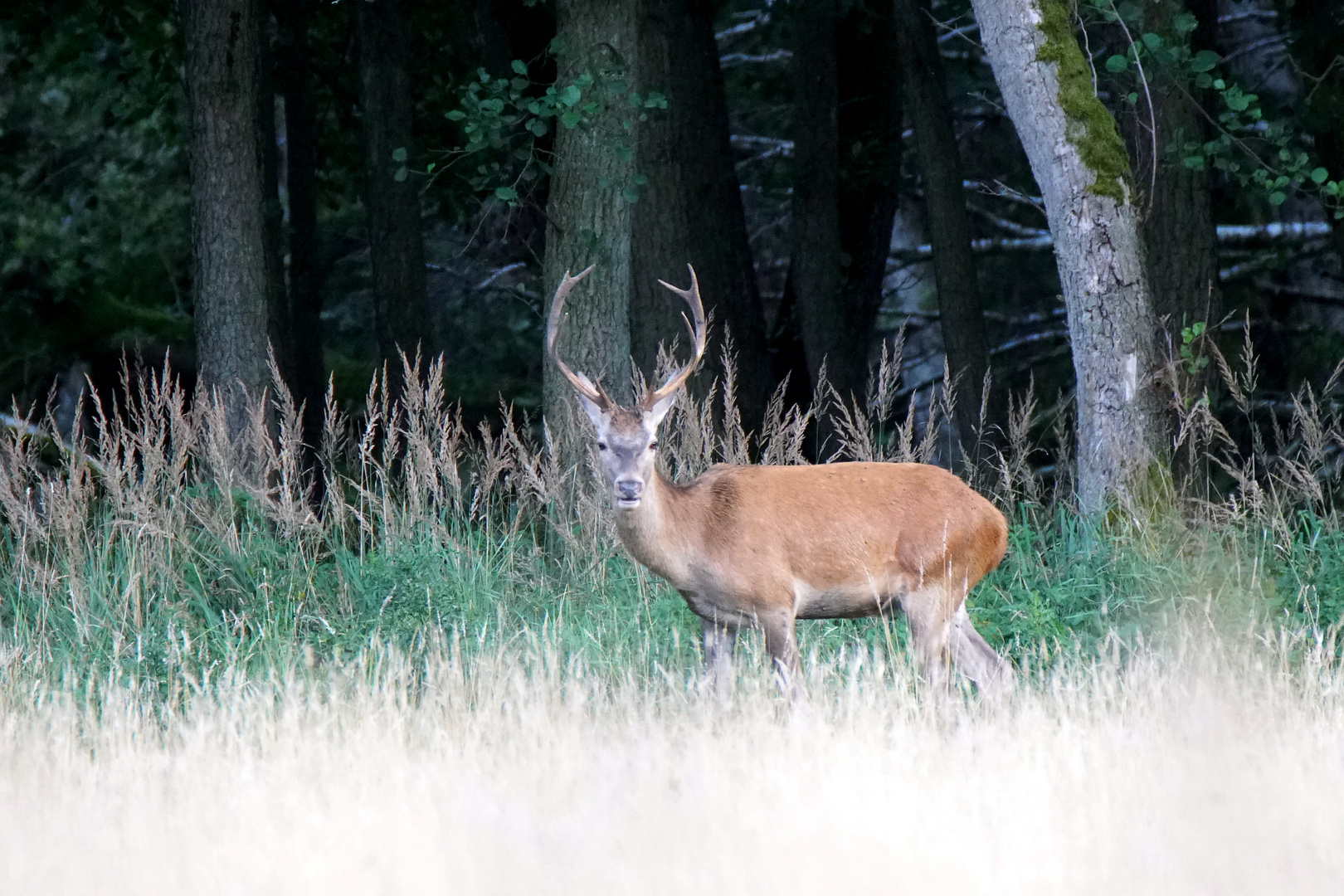 Junger Hirsch Foto & Bild | natur Bilder auf fotocommunity