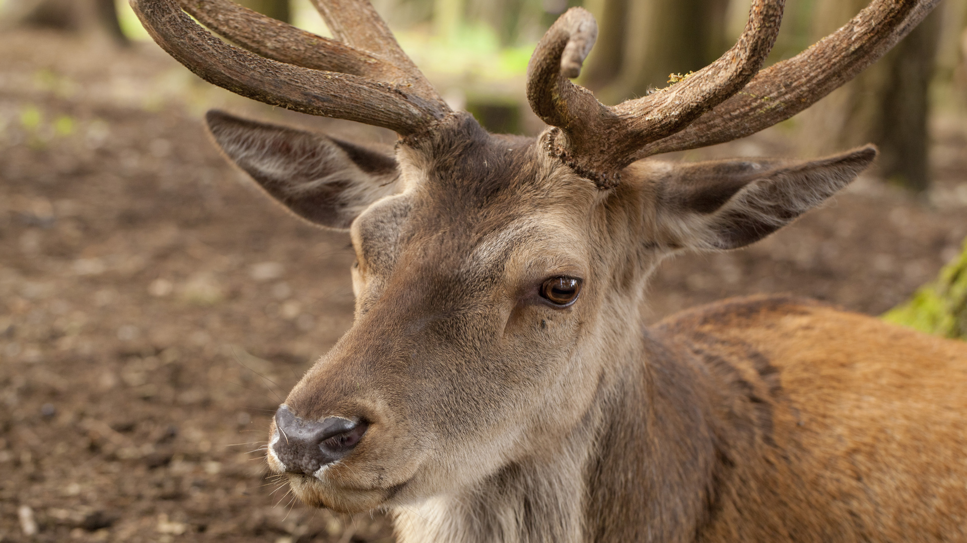 Junger Hirschbock Foto & Bild | tiere, zoo, wildpark & falknerei ...