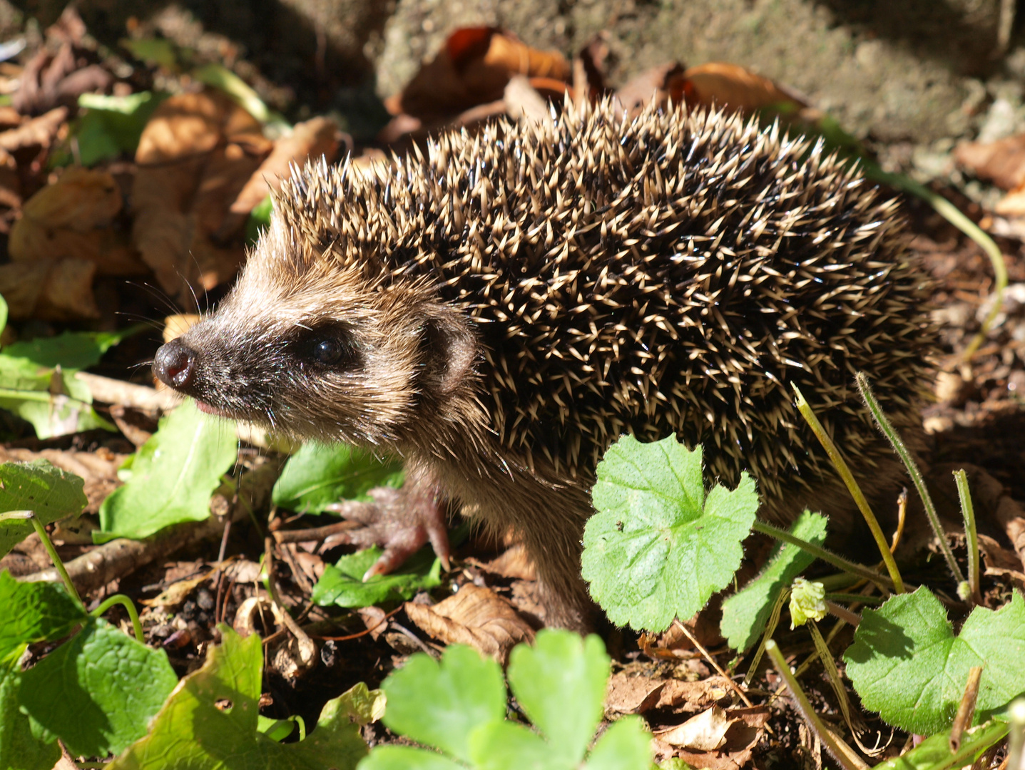 Junger Igel Foto & Bild | natur, tiere, igel Bilder auf fotocommunity