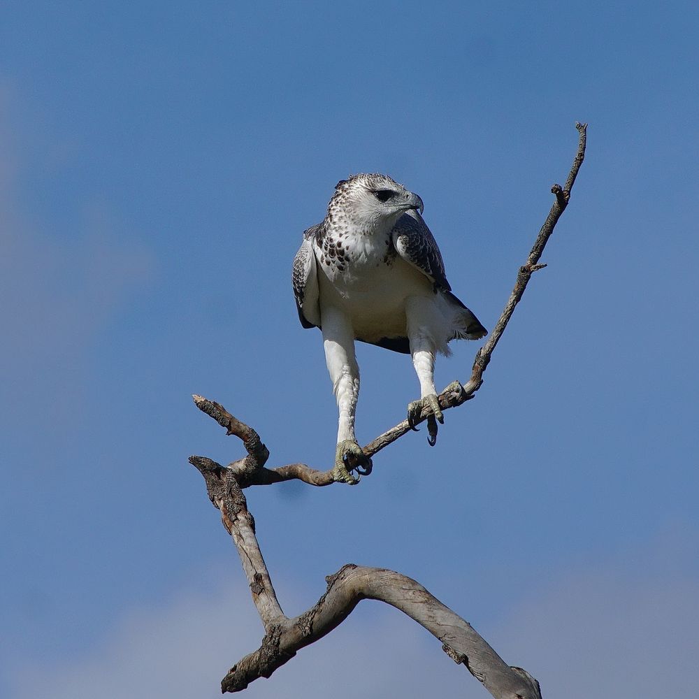 Junger Kampfadler Foto & Bild | africa, eastern africa, kenya Bilder ...
