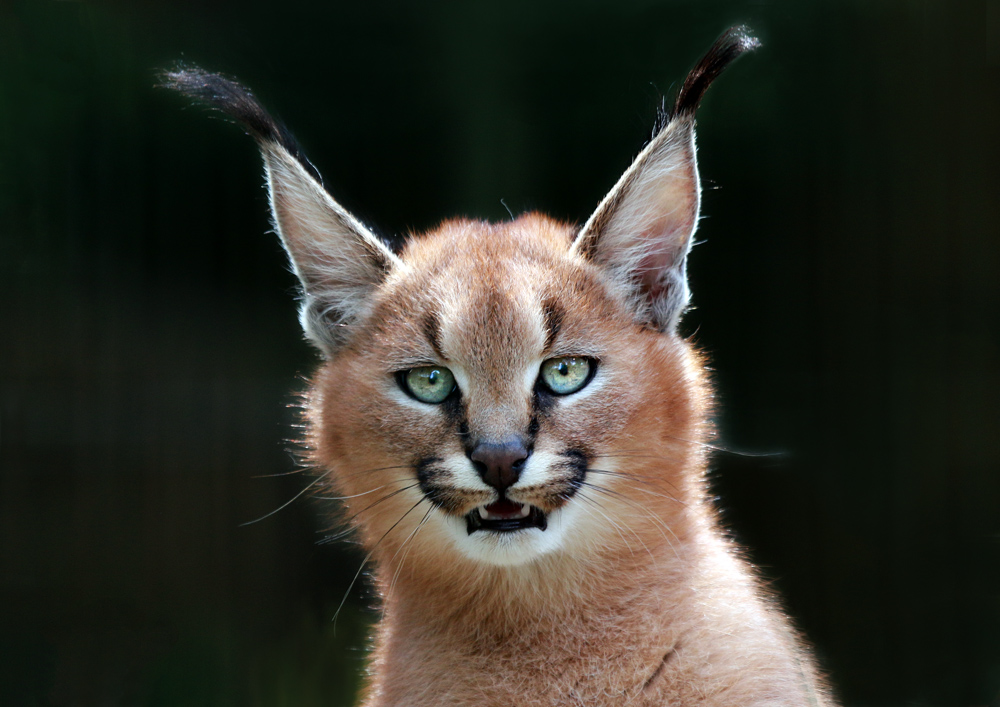 junger Karakal Foto & Bild | tiere, zoo, wildpark & falknerei ...