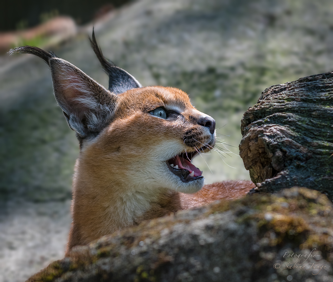 Junger Karakal Foto & Bild | nikon, natur, katzen Bilder auf fotocommunity