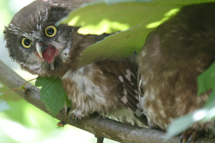 Junger Kautz Foto & Bild | tiere, wildlife, wild lebende vögel Bilder ...