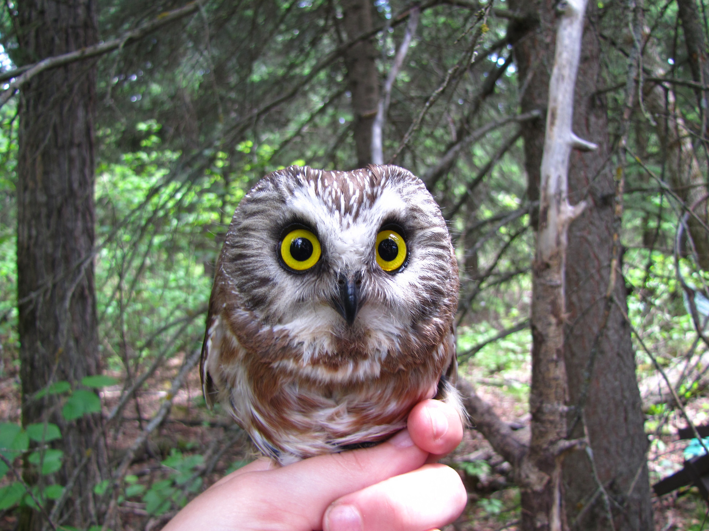 Junger Kauz Foto & Bild | tiere, tier und mensch, landschaften natur ...