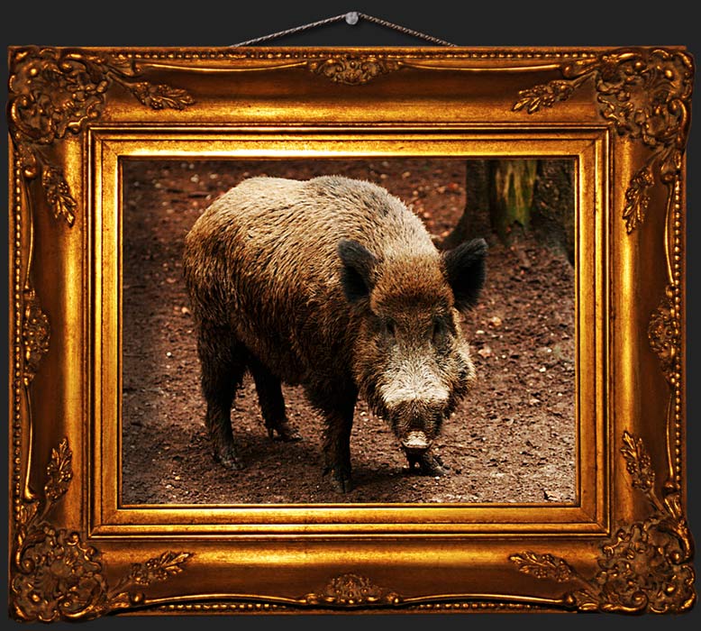 junger Keiler (reload) Foto & Bild | tiere, wildlife, säugetiere Bilder ...