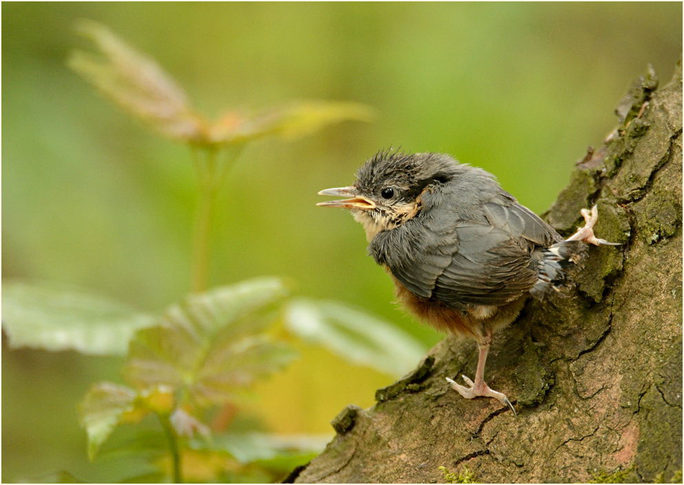 Junger Kleiber Foto & Bild | tiere, wildlife, wild lebende vögel Bilder ...