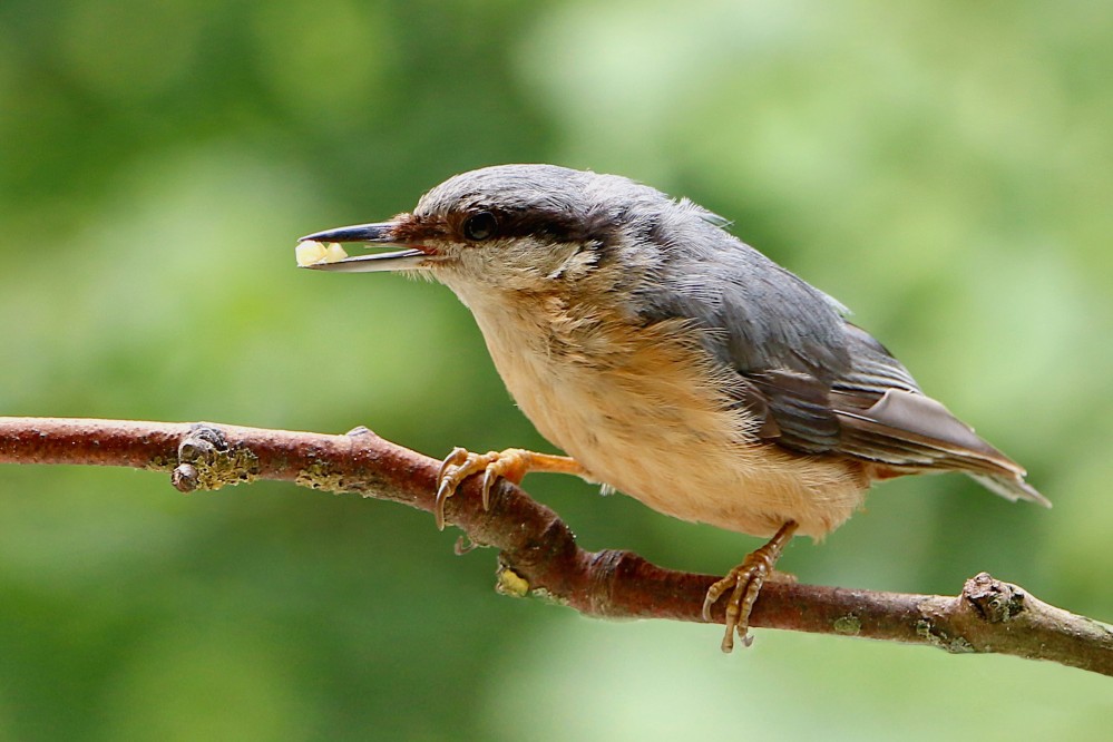 - Junger Kleiber - Foto & Bild | tiere, wildlife, wild lebende vögel ...