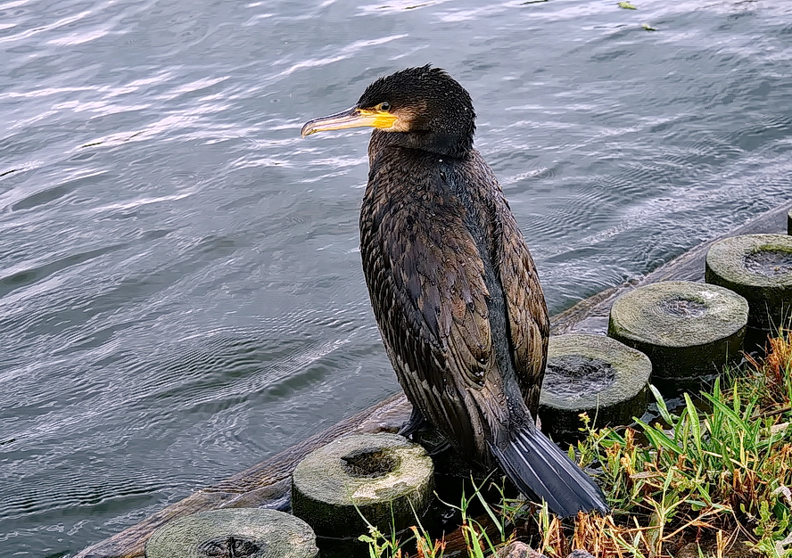 Junger Kormoran... Foto & Bild | natur, motive Bilder auf fotocommunity