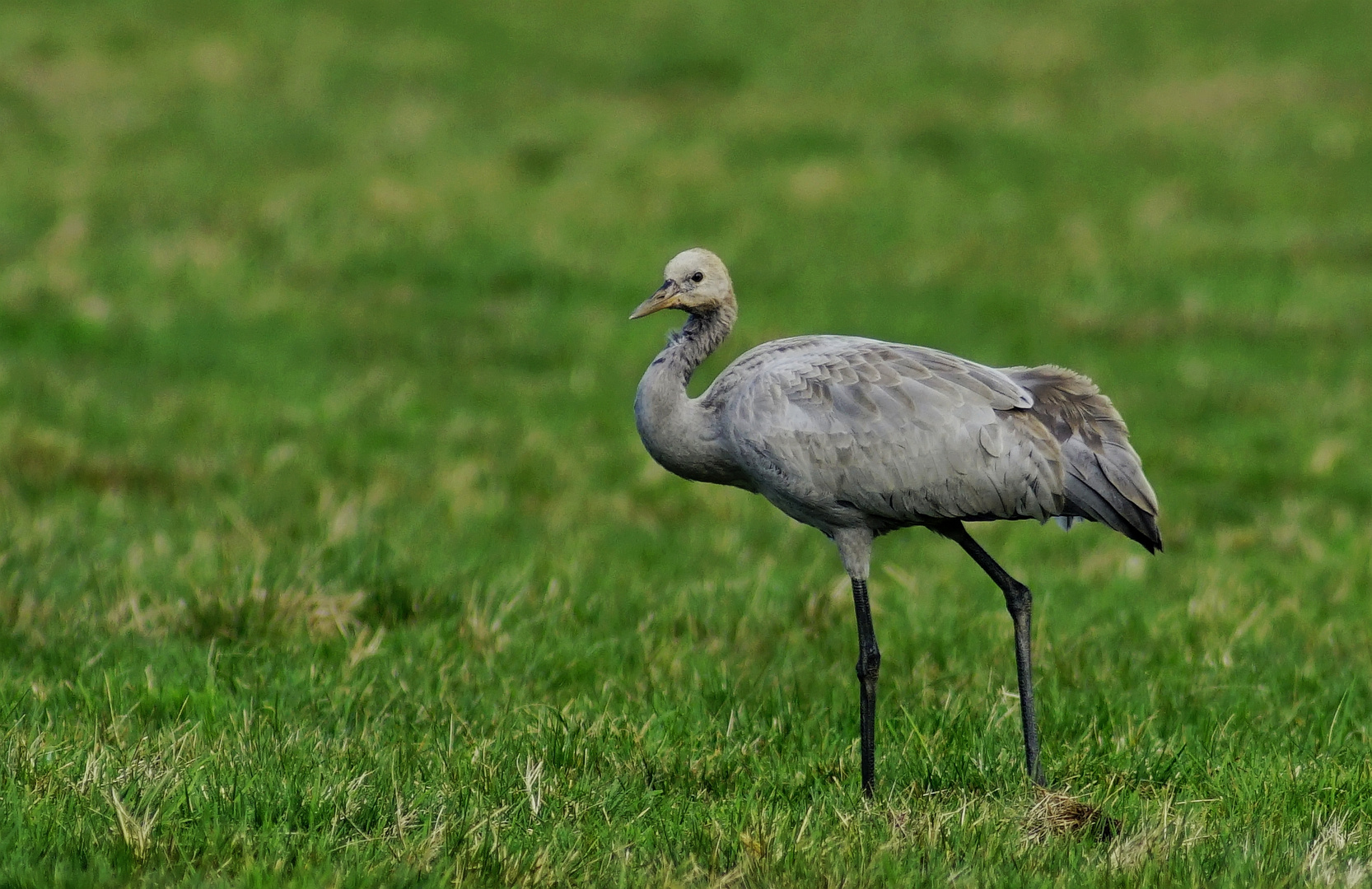Junger Kranich. Foto & Bild | tiere, wildlife, wild lebende vögel ...