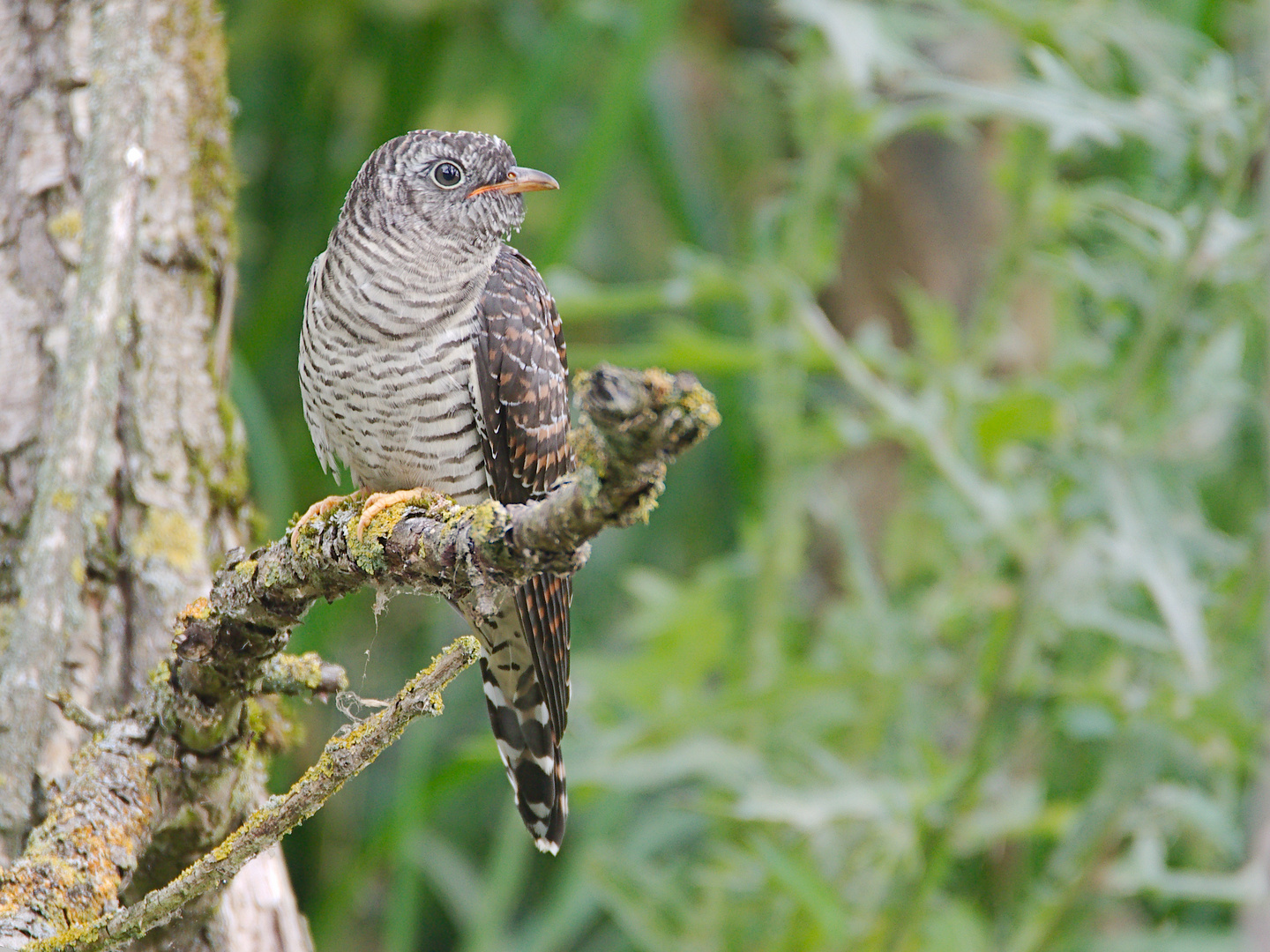 Junger Kuckuck 2 Foto & Bild | fotos, nature, outdoor Bilder auf ...