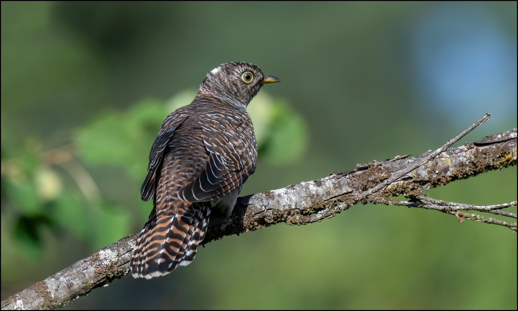 Junger Kuckuck 2 Foto & Bild | tiere, wildlife, nature Bilder auf ...