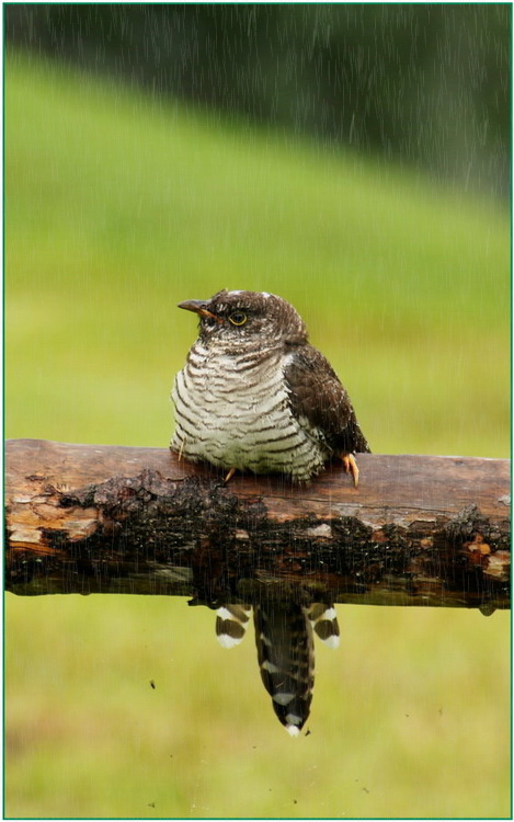 Junger Kuckuck Foto & Bild | tiere, wildlife, wild lebende vögel Bilder ...