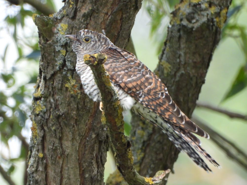 junger Kuckuck ....... Foto & Bild | tiere, wildlife, wild lebende ...