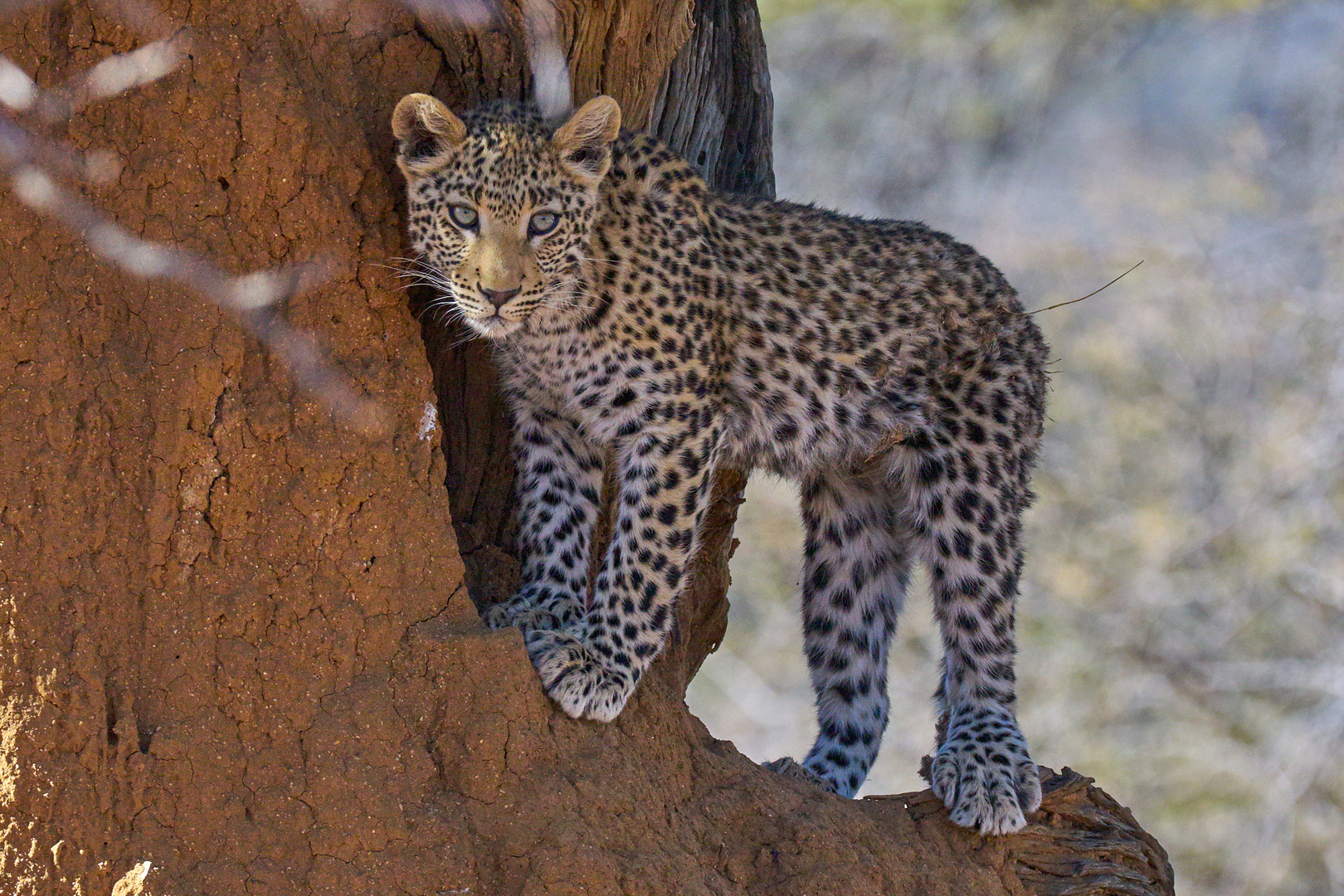 junger Leopard Foto & Bild | africa, southern africa, namibia Bilder ...
