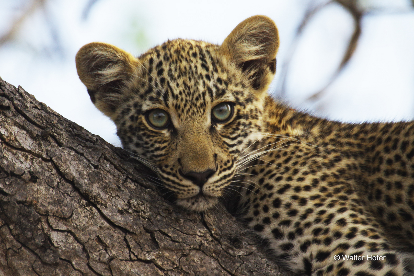 Junger Leopard Foto & Bild | tiere, wildlife, wildlife: sonstige tiere ...