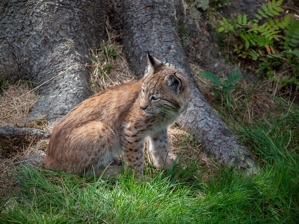 junger Luchs Foto & Bild | wald, natur, katze Bilder auf fotocommunity