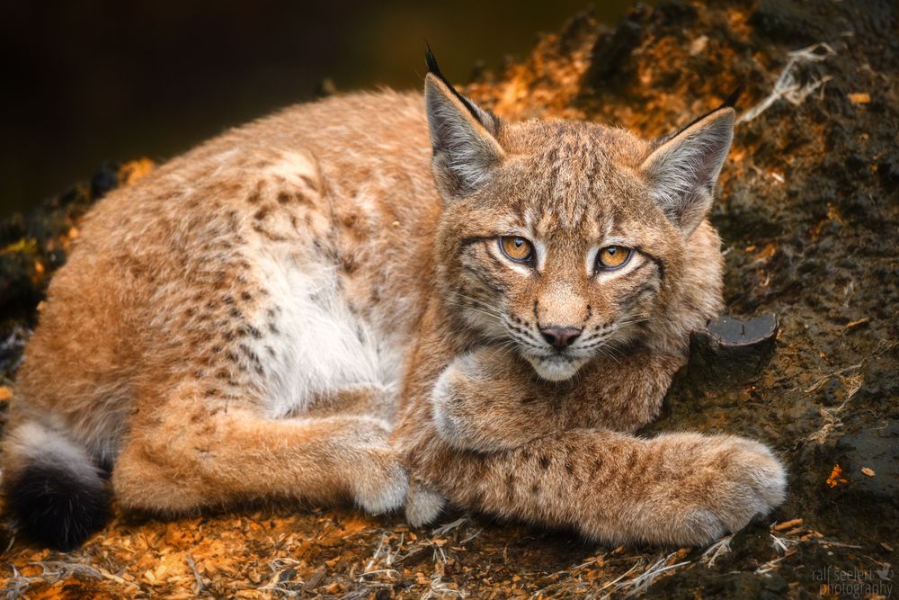 junger Luchs Foto & Bild | tiere, tierkinder, tierdetails Bilder auf ...