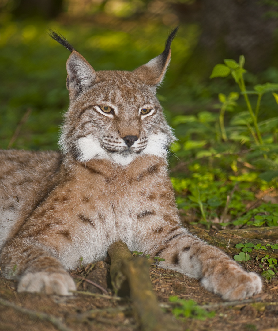 junger Luchs NP Bayer. Wald Foto & Bild | tiere, zoo, wildpark ...