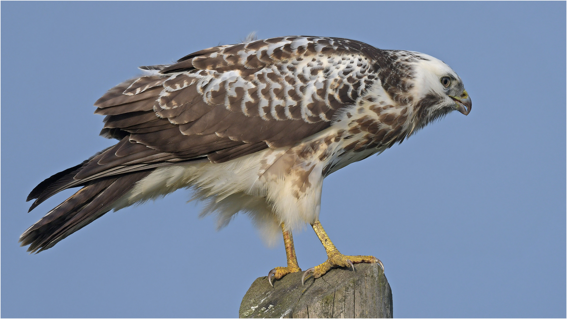 Junger Mäusebussard Foto & Bild | bussarde, natur, tiere Bilder auf ...