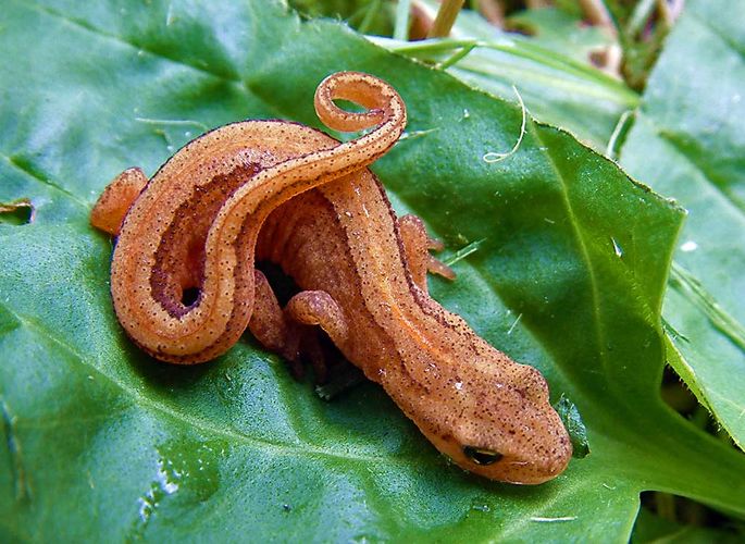 Junger Molch Foto & Bild | tiere, wildlife, amphibien & reptilien ...