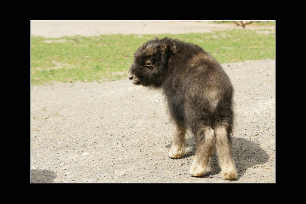 " junger Moschusochse " Foto & Bild | tiere, zoo, wildpark & falknerei ...