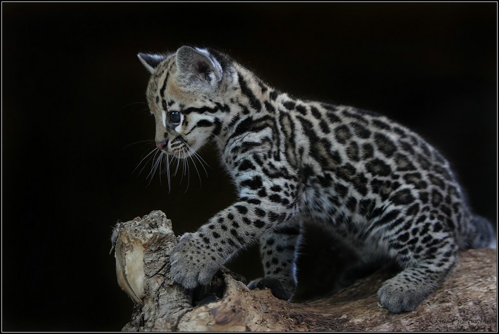 Junger Ozelot II Foto & Bild | tiere, zoo, wildpark & falknerei ...