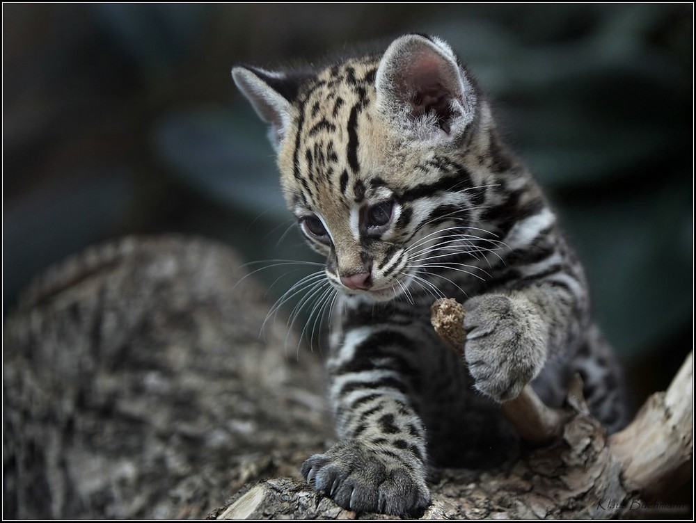 Junger Ozelot III Reload Foto & Bild | tiere, zoo, wildpark & falknerei ...