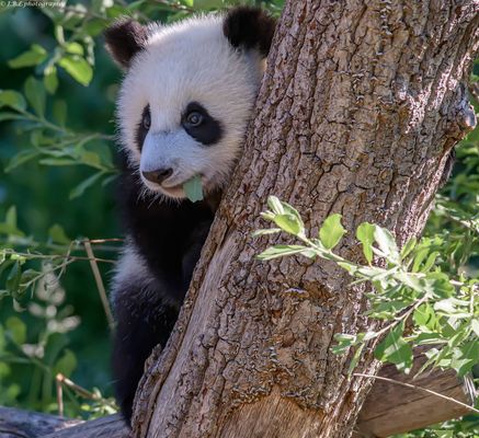 Bären Bilder & Fotos