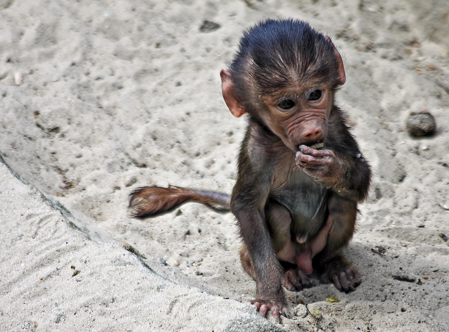 Junger Pavian Foto & Bild | tiere, zoo, wildpark & falknerei ...