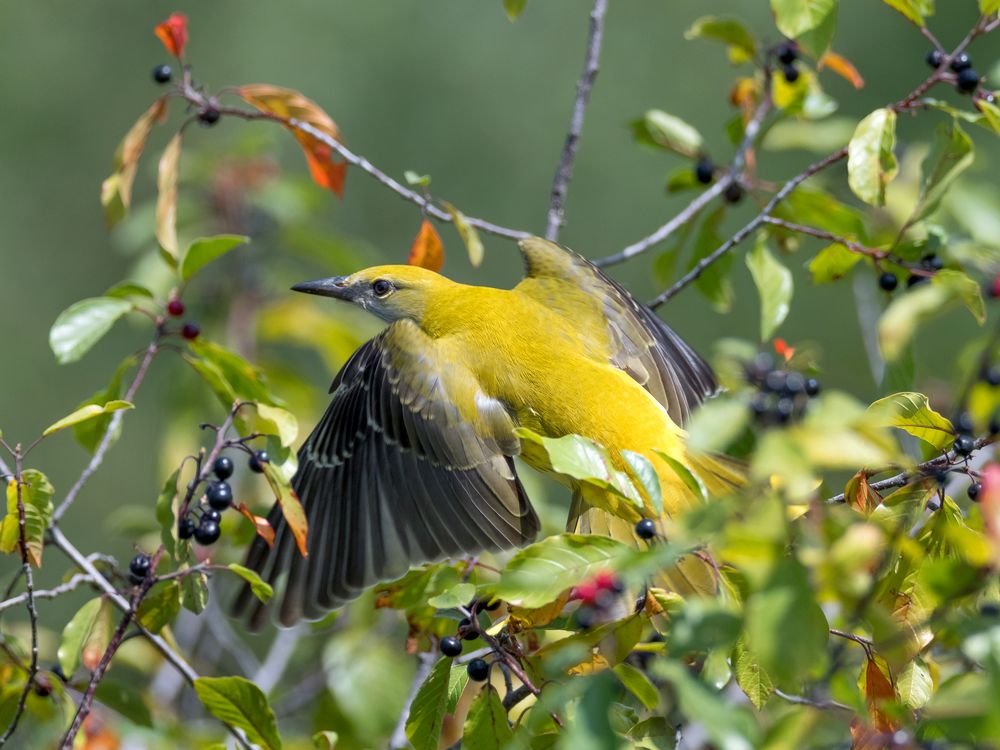 Junger Pirol Foto & Bild | vögel im feld + wald, natur, vögel Bilder ...