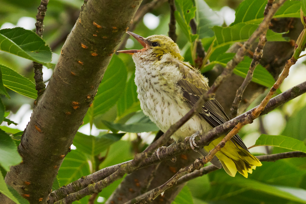 Junger Pirol Foto & Bild | tiere, wildlife, wild lebende vögel Bilder ...