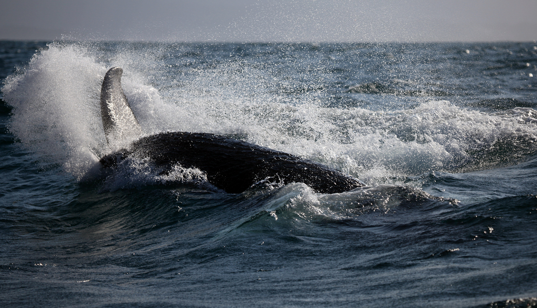 junger Pottwal beim Toben Foto & Bild | tiere, wildlife, säugetiere ...