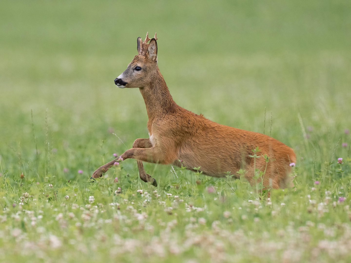 Junger Rehbock Foto & Bild | canon, natur, tiere Bilder auf fotocommunity
