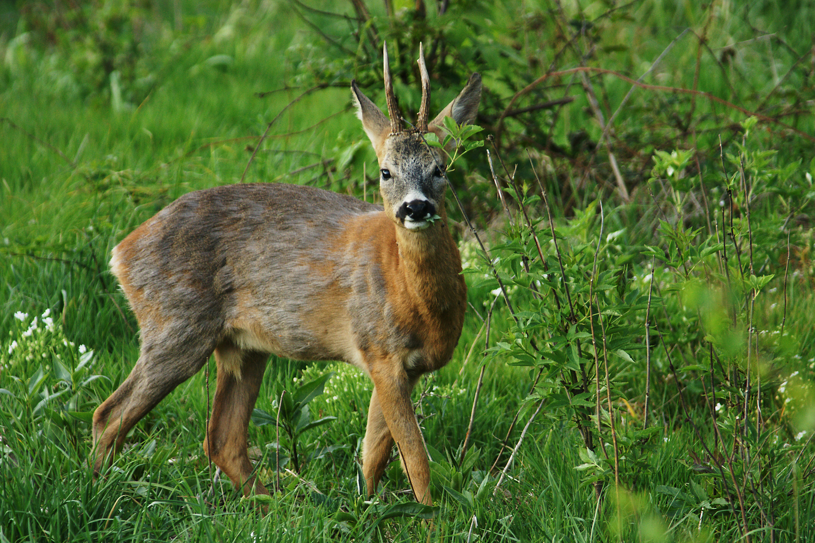 Junger Rehbock 2 Foto & Bild | tiere, wildlife, natur Bilder auf ...