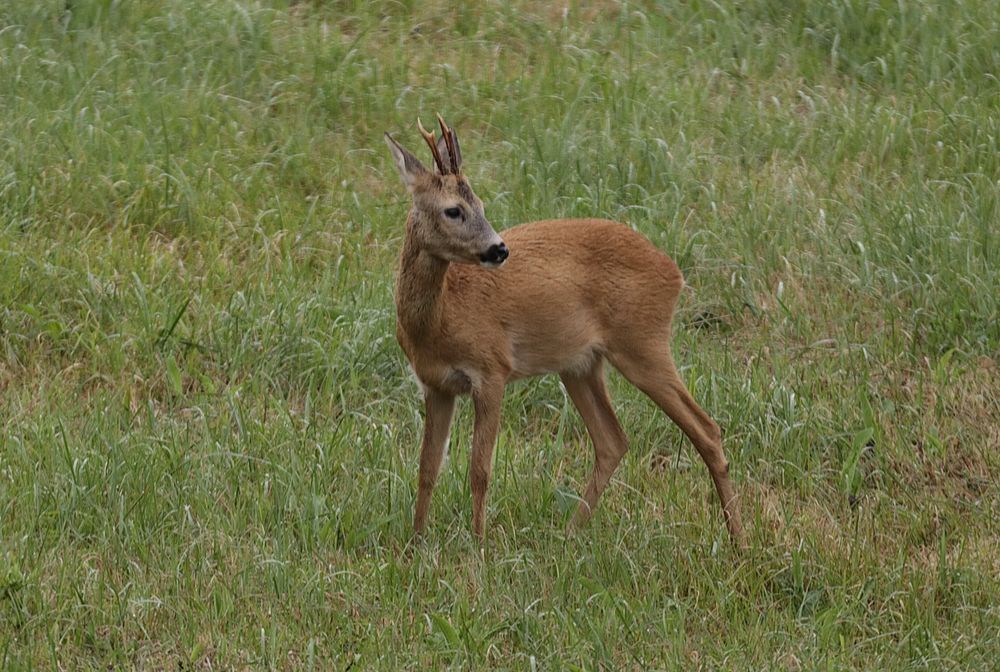 Junger Rehbock Foto & Bild | wiese, natur, tiere Bilder auf fotocommunity
