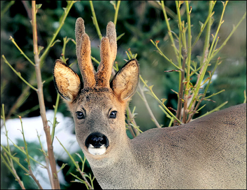 Junger Rehbock.... Foto & Bild | tiere, wildlife, säugetiere Bilder auf ...