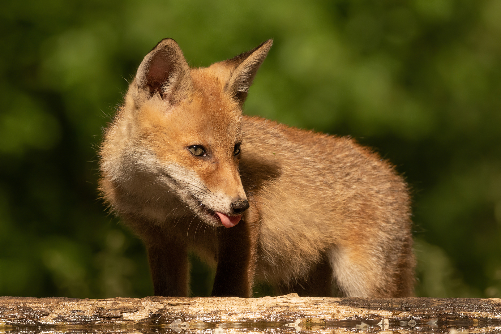 Junger Rotfuchs! Foto & Bild | natur, tiere, wildlife Bilder auf ...