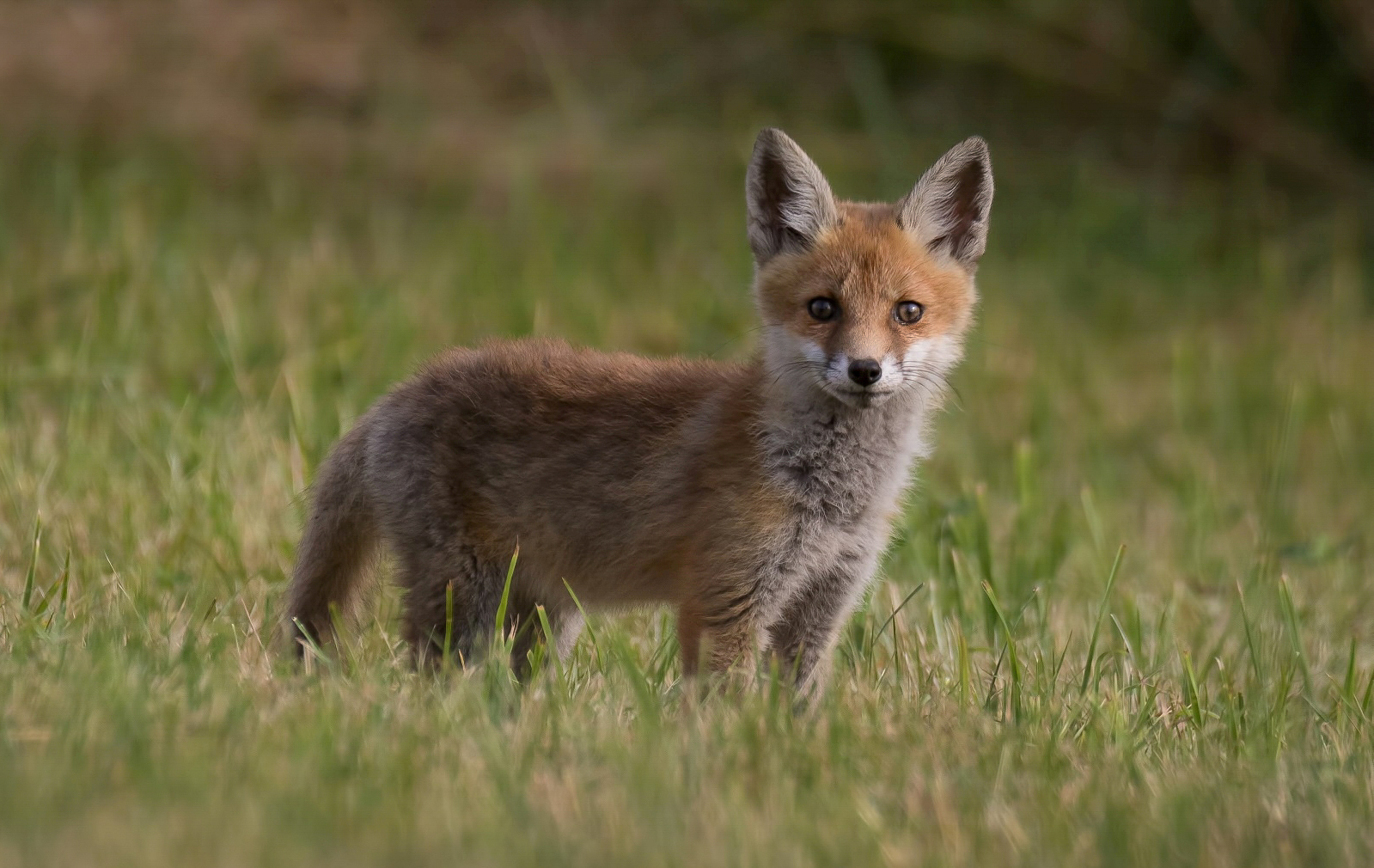 Junger Rotfuchs Foto & Bild | natur, tiere, wildlife Bilder auf ...