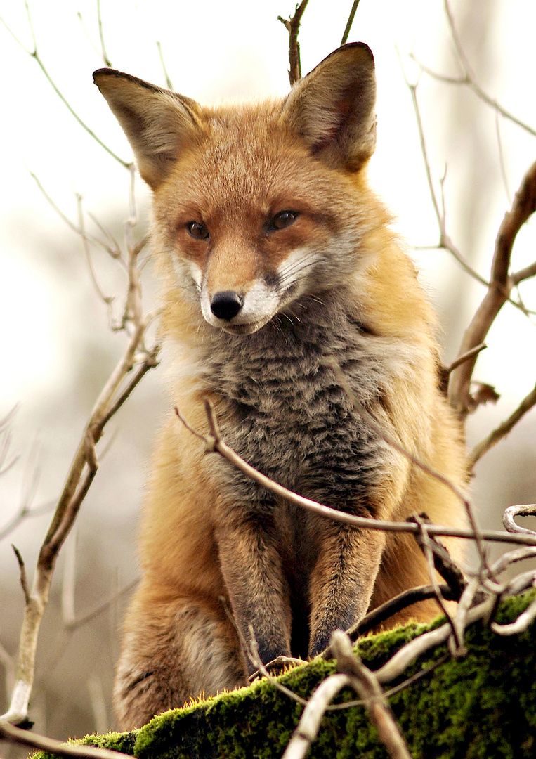 Junger Rotfuchs Foto & Bild | tiere, wildlife, säugetiere Bilder auf ...