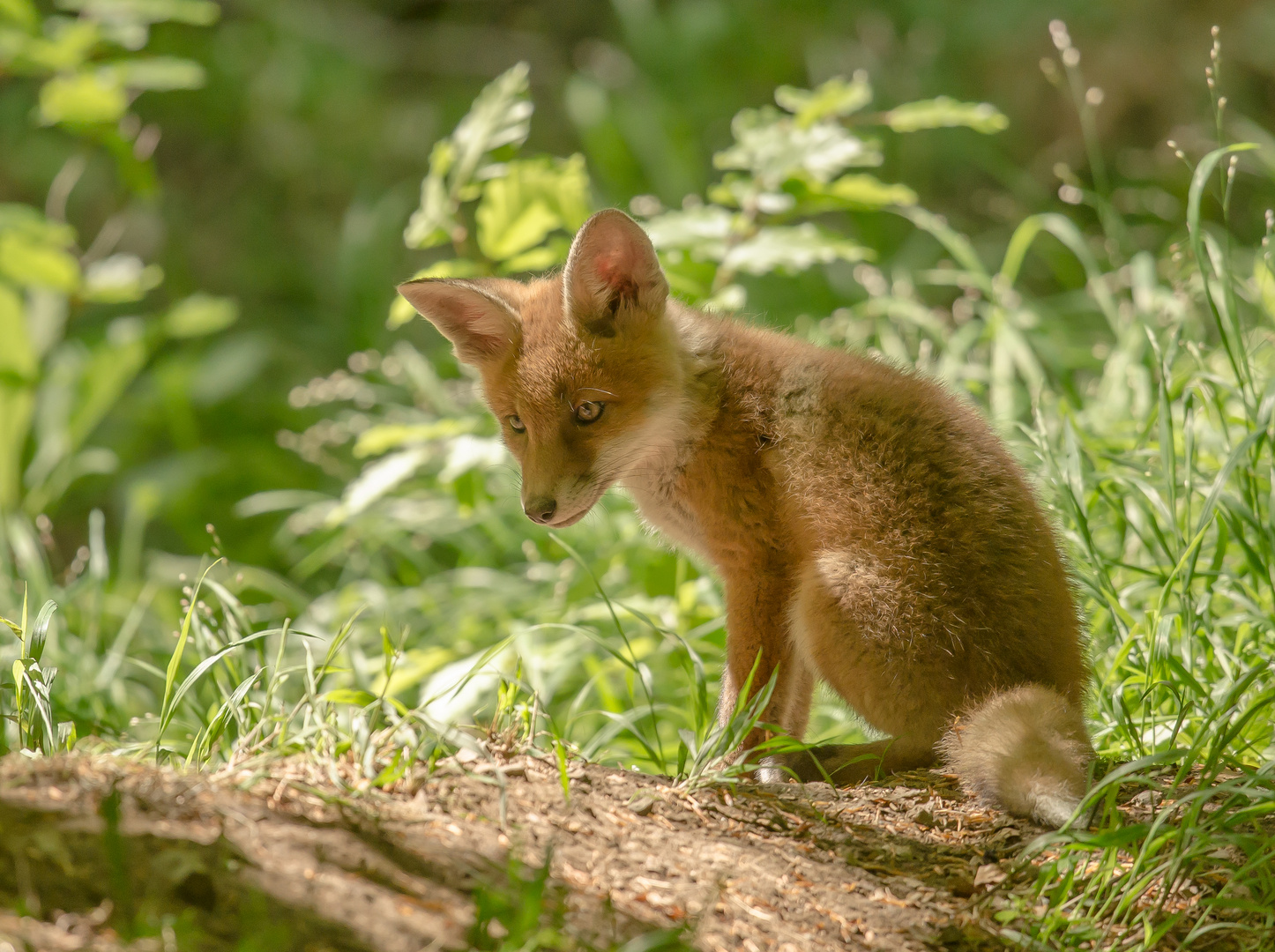 junger Rotfuchs am Bau Foto & Bild | tiere, wildlife, säugetiere Bilder ...