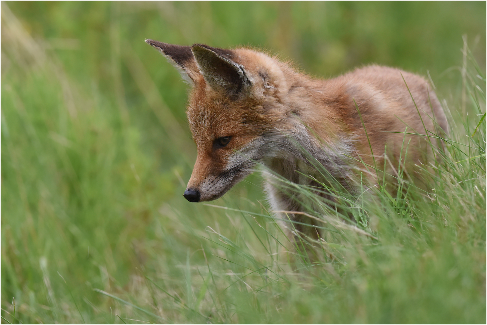 Junger Rotfuchs Foto & Bild | natur, tiere, wildlife Bilder auf ...